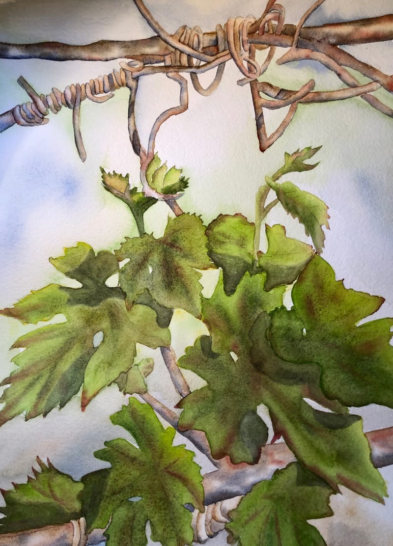 Sarah Scott Falk Artist