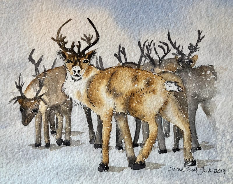 Sarah Scott Falk Artist