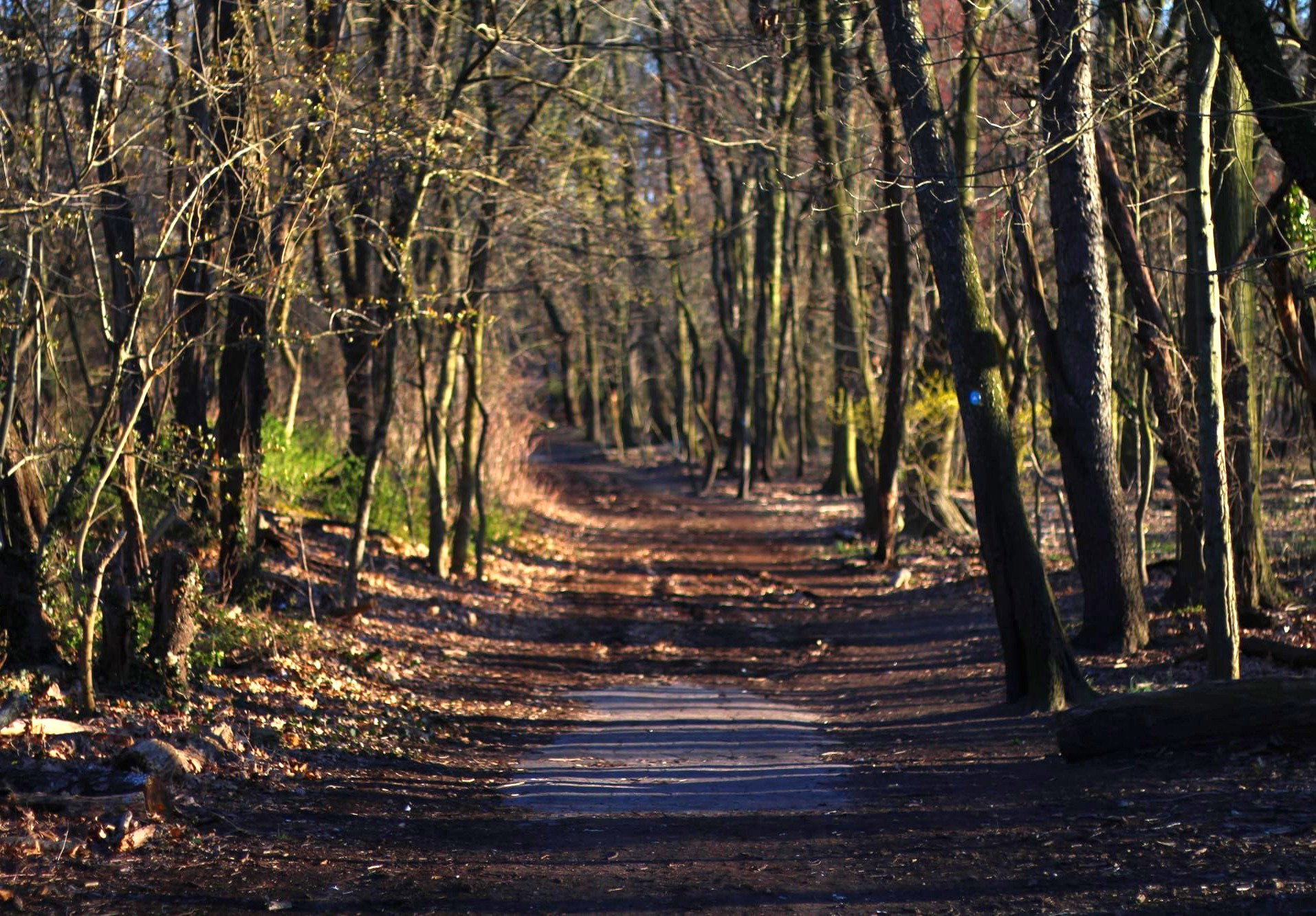 Country Path - Vellicatia