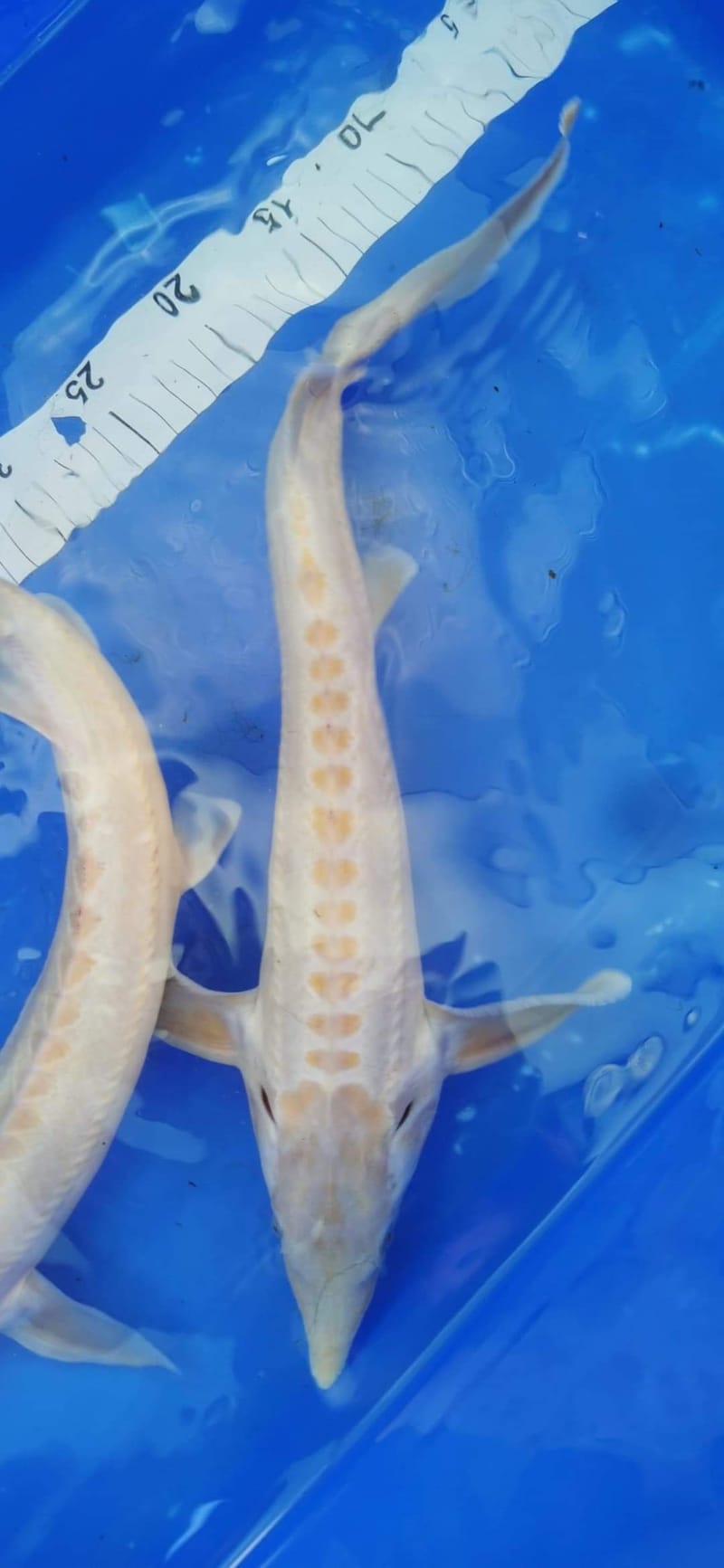 Sturgeon Sterlet Dorset longnose white tip albino gold diamond back