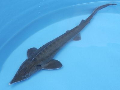 Sturgeon Sterlet Dorset longnose white tip albino gold diamond back