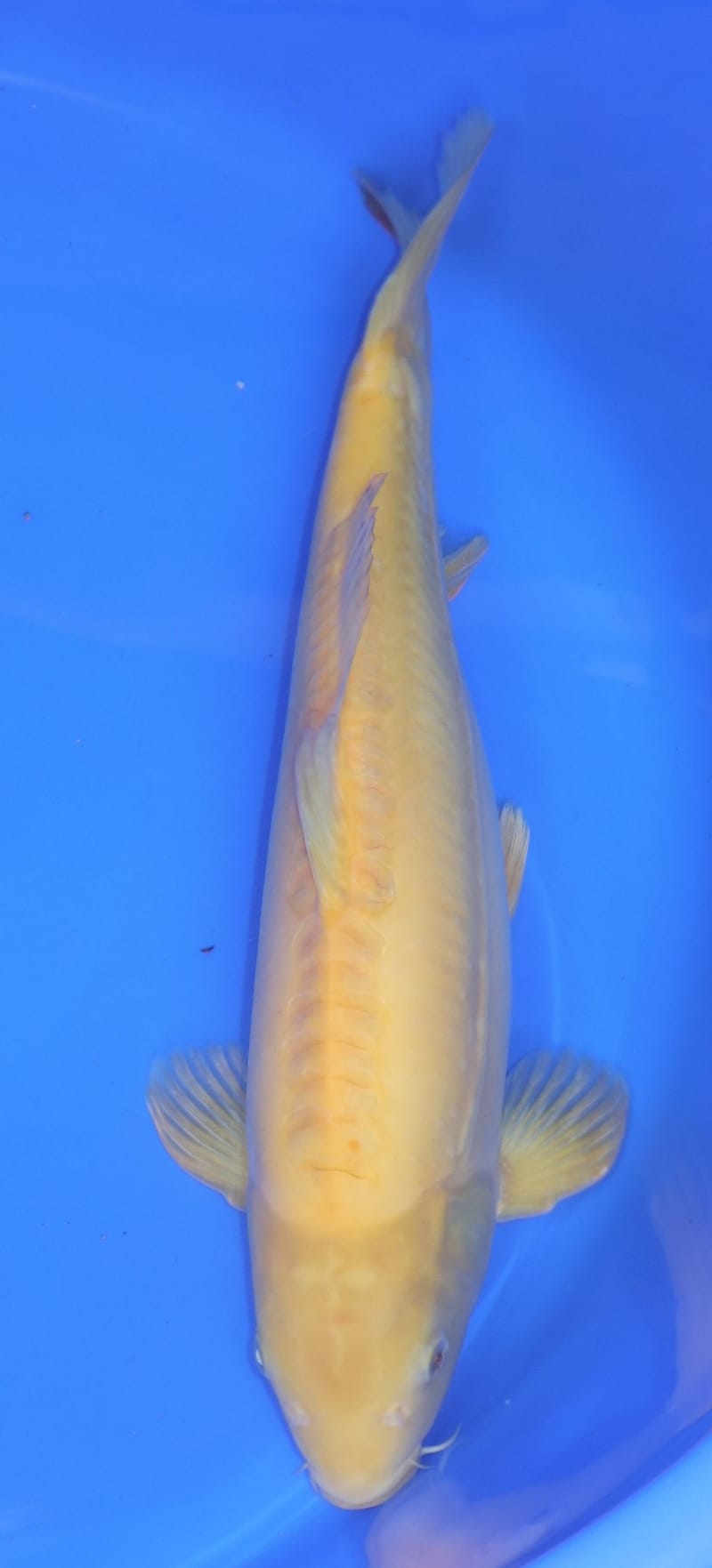 Jap Koi FOR SALE - Howie Koi Dorset