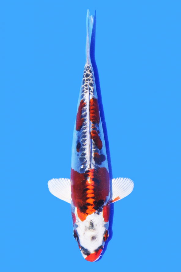 Jap Koi FOR SALE - Howie Koi Dorset