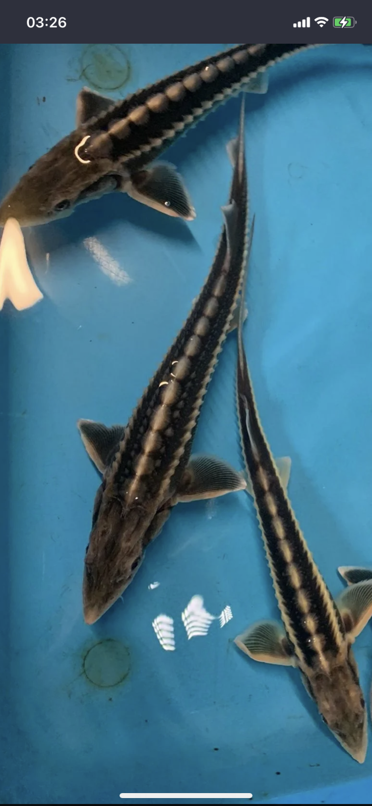 Sturgeon Sterlet Dorset longnose white tip albino gold diamond back