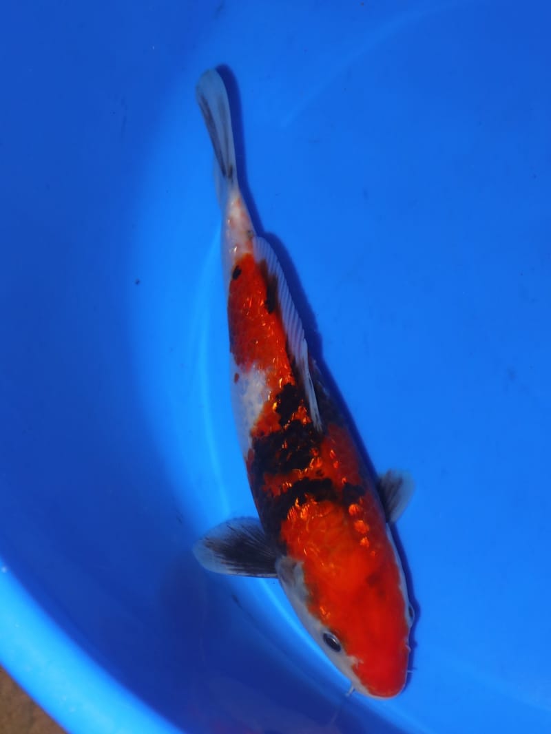 Showa - Howie Koi Dorset