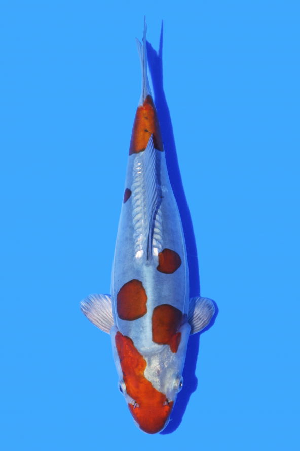 Live Fish - Howie Koi Dorset