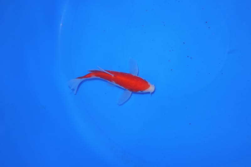 Butterfly Koi - Howie Koi Dorset