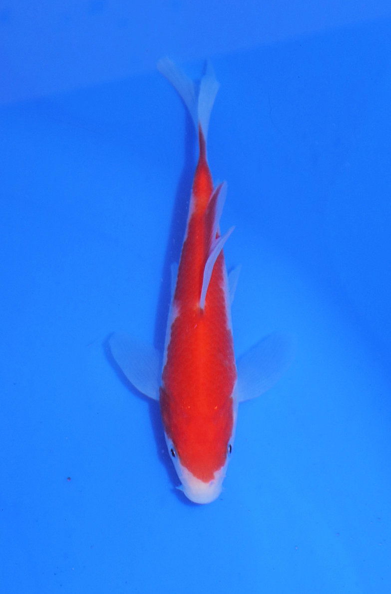 Butterfly Koi - Howie Koi Dorset