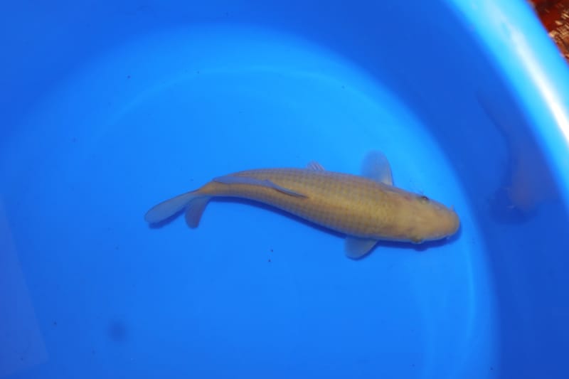 Chagoi, Saragoi, Karasigoi - Howie Koi Dorset