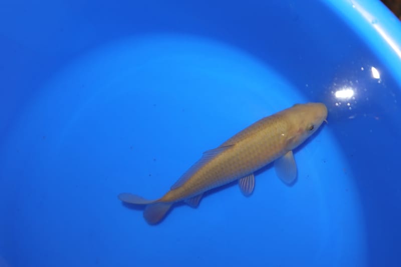 Chagoi, Saragoi, Karasigoi - Howie Koi Dorset