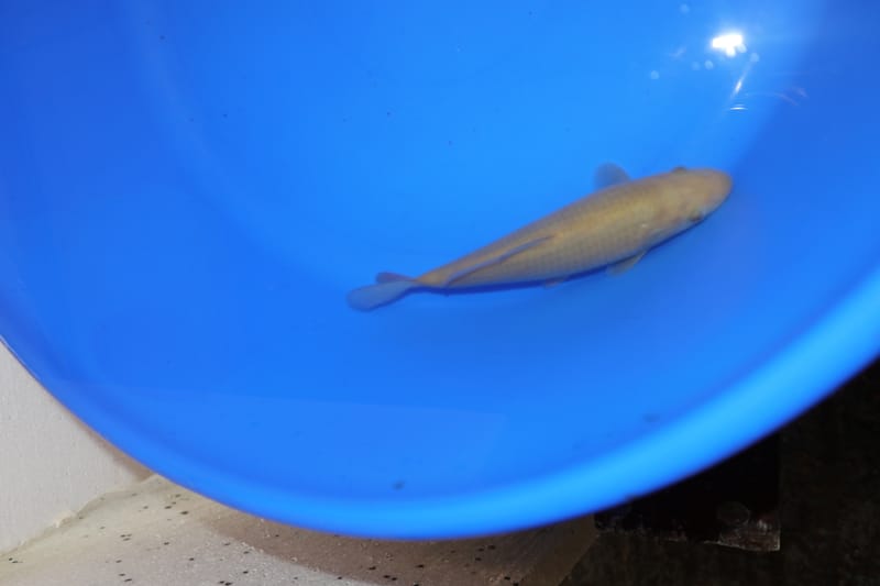 Chagoi, Saragoi, Karasigoi - Howie Koi Dorset