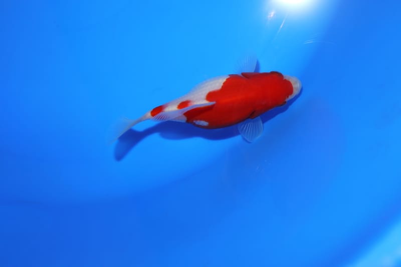 Tamasaba - Howie Koi Dorset