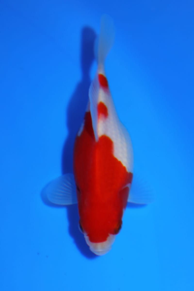 Tamasaba - Howie Koi Dorset