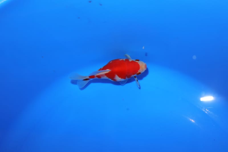 Tamasaba - Howie Koi Dorset