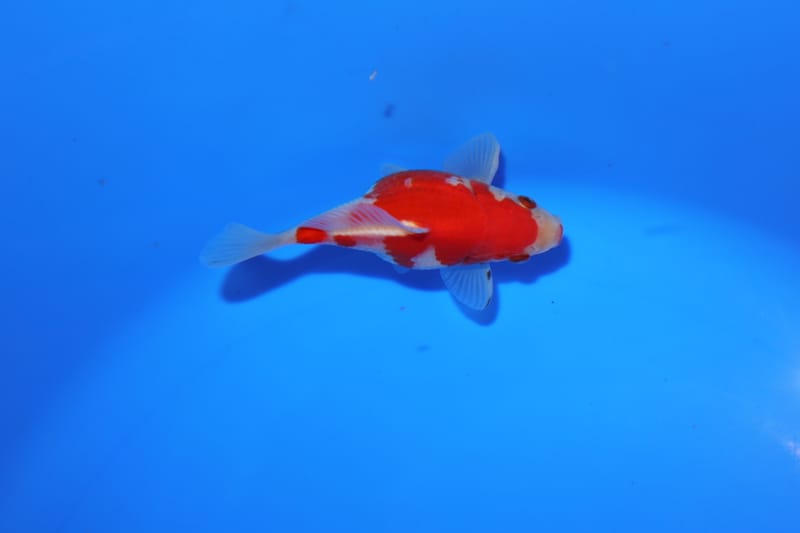 Tamasaba - Howie Koi Dorset