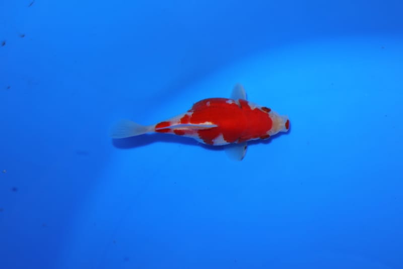 Tamasaba - Howie Koi Dorset