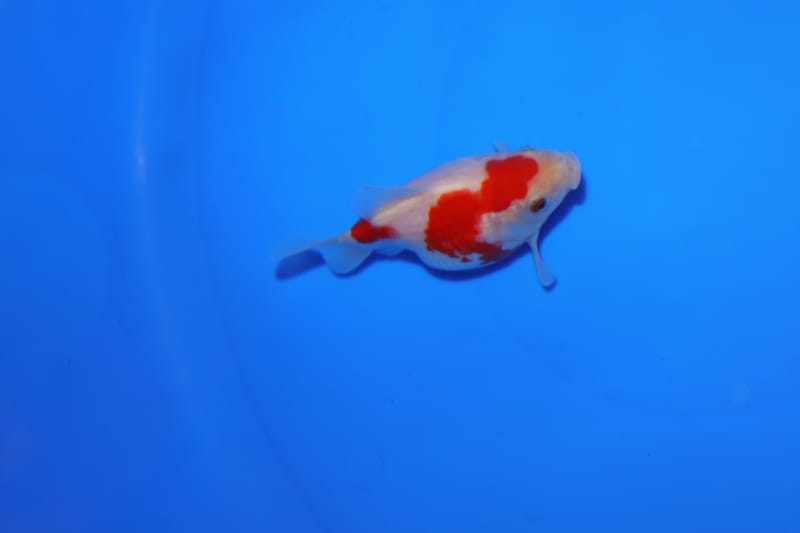 Tamasaba - Howie Koi Dorset