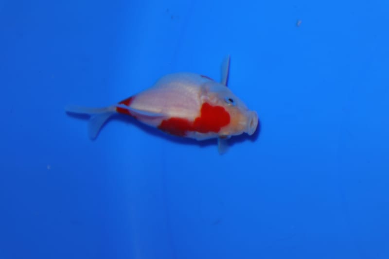 Tamasaba - Howie Koi Dorset