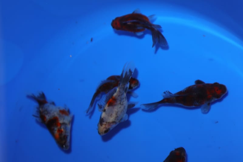 Tamasaba - Howie Koi Dorset