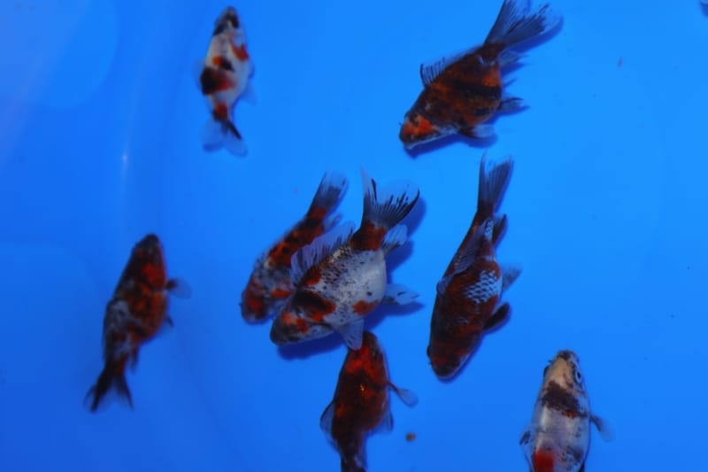 Tamasaba - Howie Koi Dorset