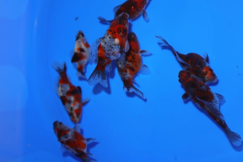 Tamasaba - Howie Koi Dorset