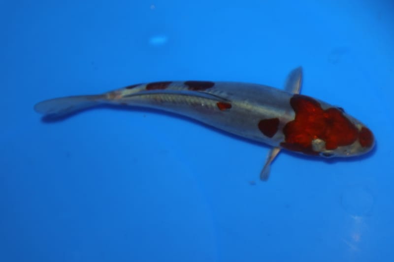 All Varieties - Howie Koi Dorset