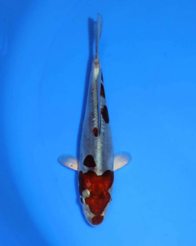 All Varieties - Howie Koi Dorset