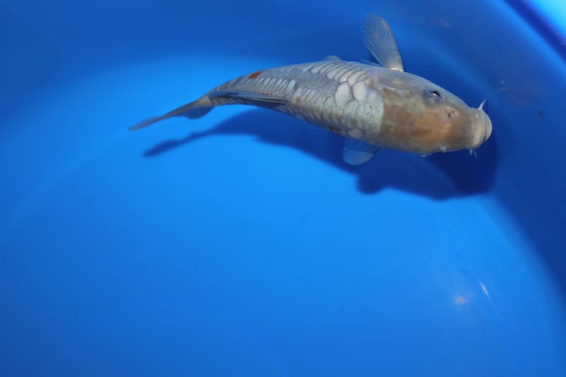 Chagoi, Saragoi, Karasigoi - Howie Koi Dorset