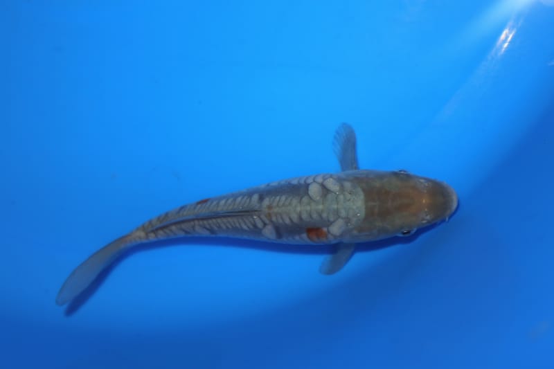 Chagoi, Saragoi, Karasigoi - Howie Koi Dorset