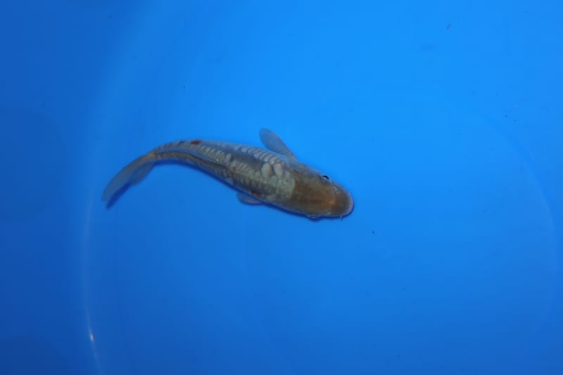 Chagoi, Saragoi, Karasigoi - Howie Koi Dorset