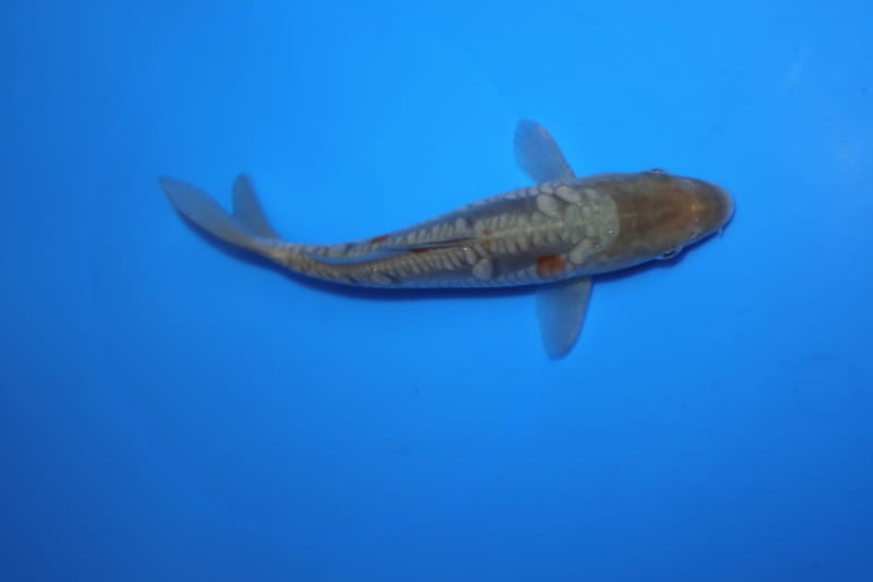 Chagoi, Saragoi, Karasigoi - Howie Koi Dorset