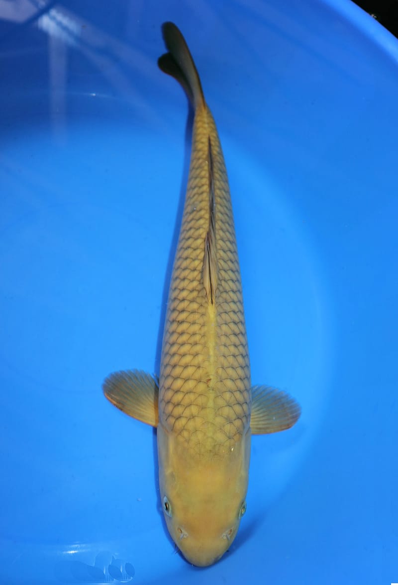 Chagoi, Saragoi, Karasigoi - Howie Koi Dorset