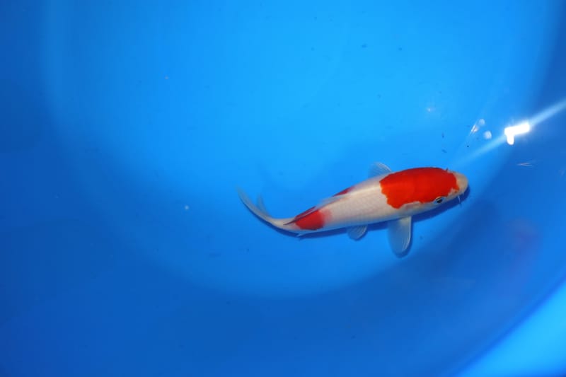 Howie Koi Dorset aquatic shop Dorchester aquatics Fish uk for sale aqu