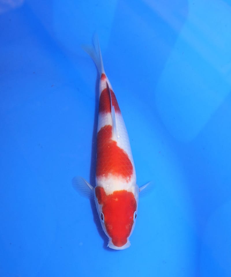 Howie Koi Dorset aquatic shop Dorchester aquatics Fish uk sale