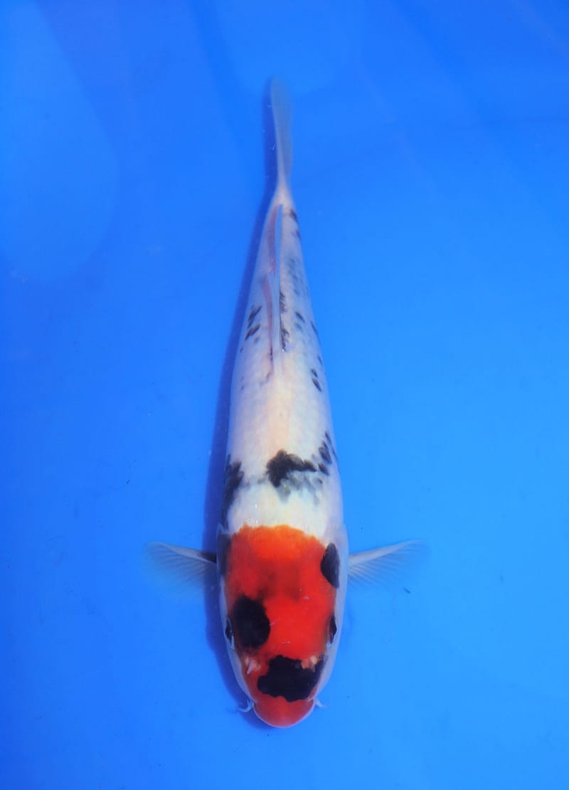 Howie Koi Dorset aquatic shop Dorchester aquatics Fish uk sale