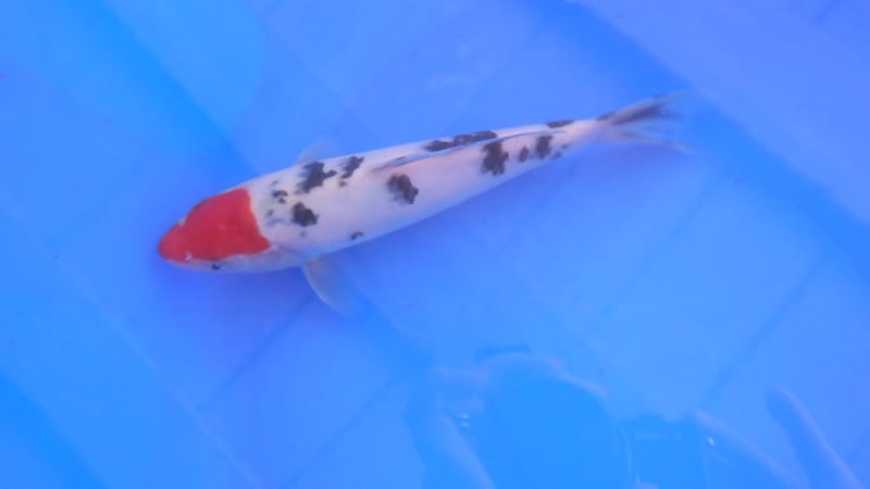 Howie Koi Dorset aquatic shop Dorchester aquatics Fish uk for sale aqu