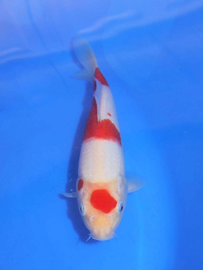 Howie Koi Dorset aquatic shop Dorchester aquatics Fish uk sale