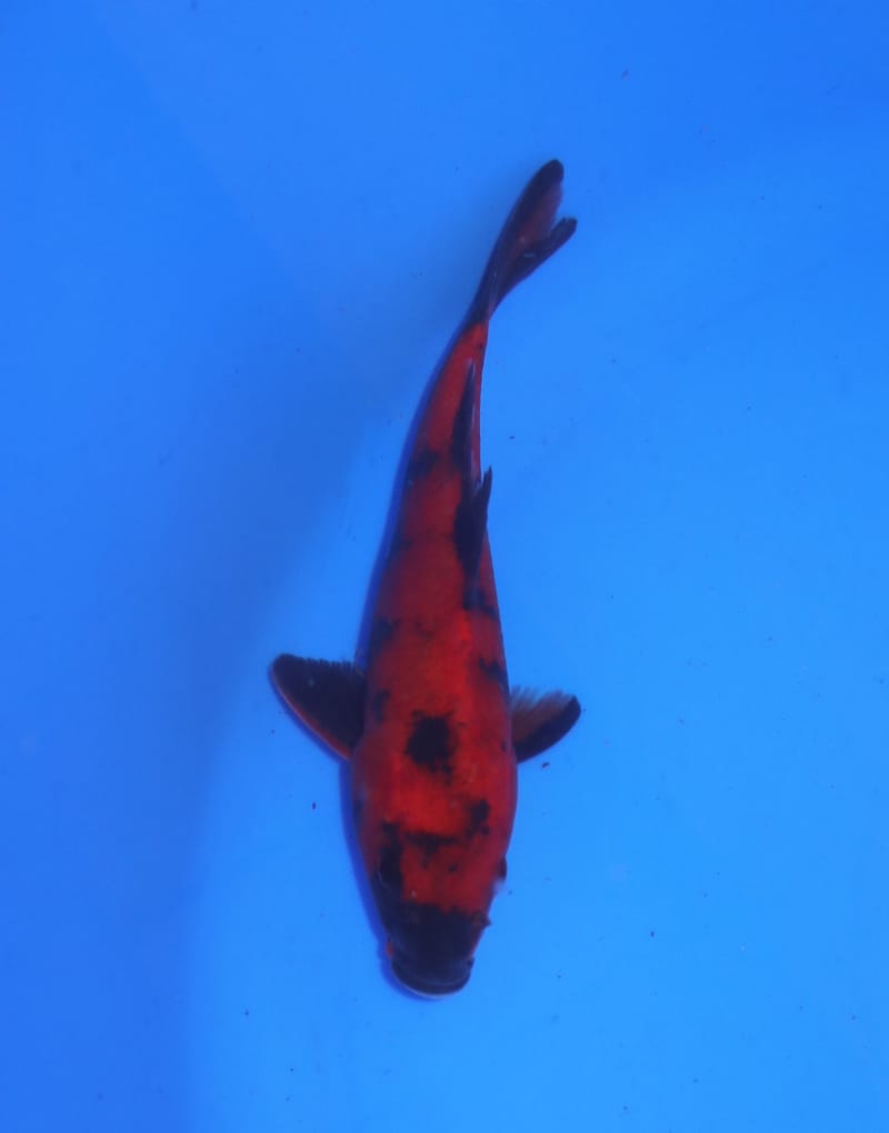 Howie Koi Dorset aquatic shop Dorchester aquatics Fish uk for sale aqu