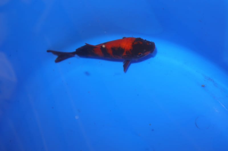 Howie Koi Dorset aquatic shop Dorchester aquatics Fish uk for sale aqu