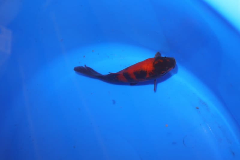 Howie Koi Dorset aquatic shop Dorchester aquatics Fish uk for sale aqu