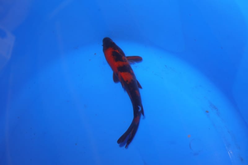 Howie Koi Dorset aquatic shop Dorchester aquatics Fish uk for sale aqu