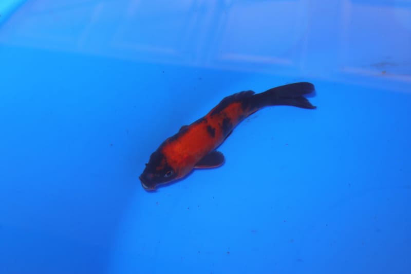 Howie Koi Dorset aquatic shop Dorchester aquatics Fish uk for sale aqu