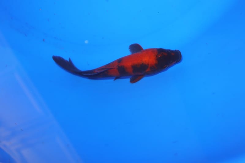 Howie Koi Dorset aquatic shop Dorchester aquatics Fish uk for sale aqu