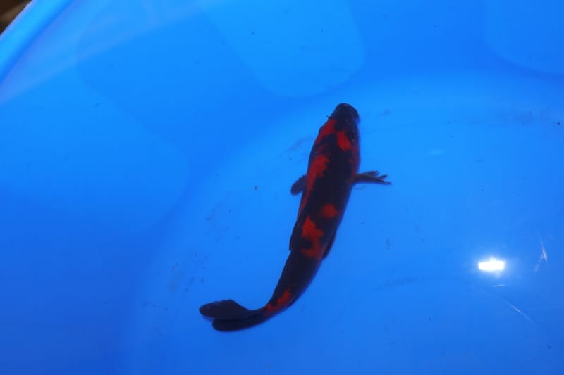 Howie Koi Dorset aquatic shop Dorchester aquatics Fish uk for sale aqu