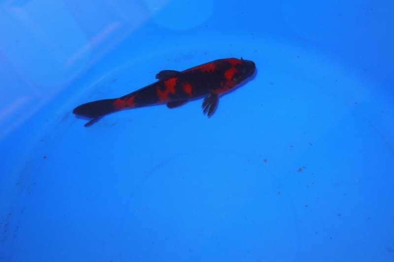 Howie Koi Dorset aquatic shop Dorchester aquatics Fish uk for sale aqu