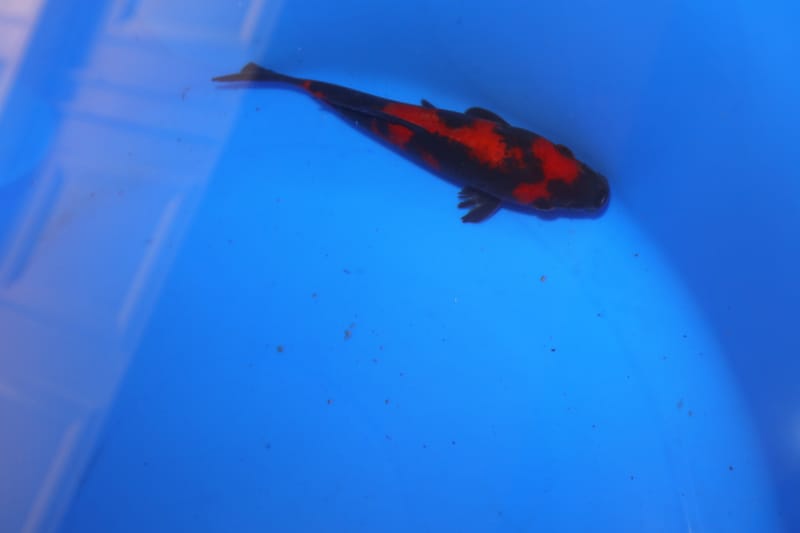 Howie Koi Dorset aquatic shop Dorchester aquatics Fish uk for sale aqu