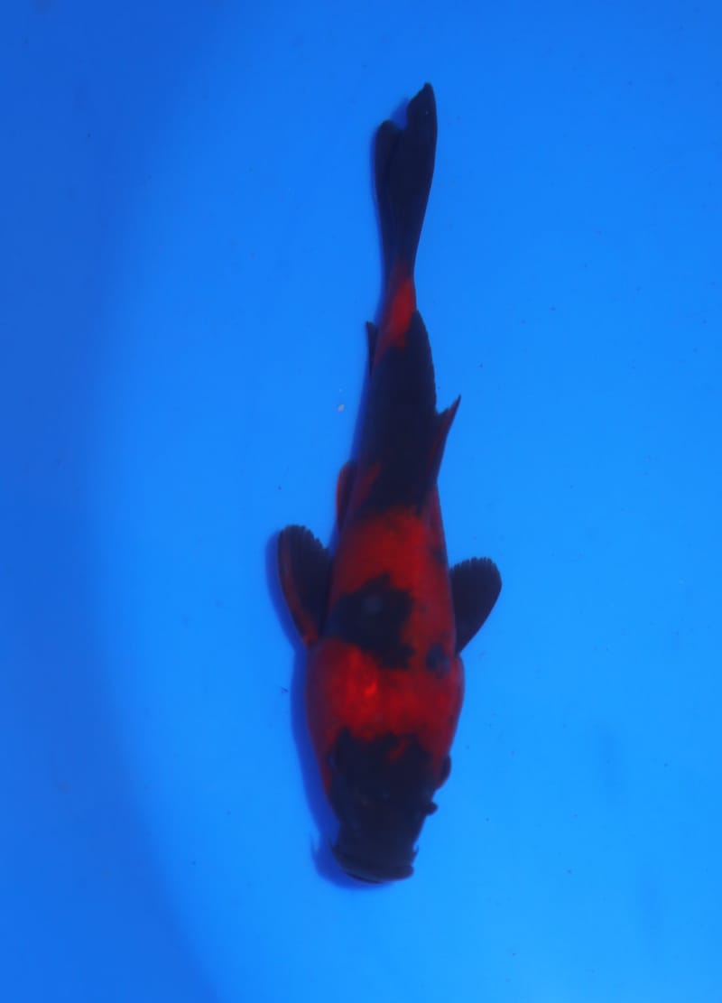 Howie Koi Dorset aquatic shop Dorchester aquatics Fish uk for sale aqu