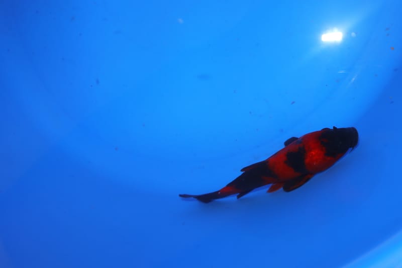 Howie Koi Dorset aquatic shop Dorchester aquatics Fish uk for sale aqu