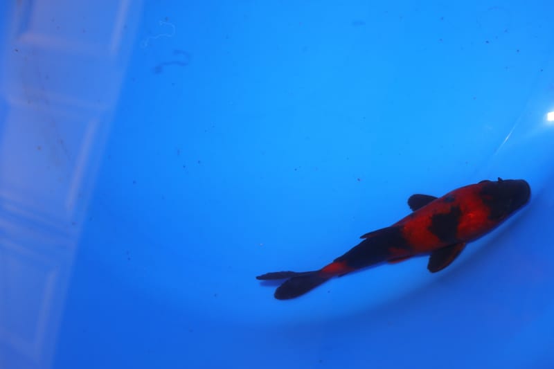 Howie Koi Dorset aquatic shop Dorchester aquatics Fish uk for sale aqu