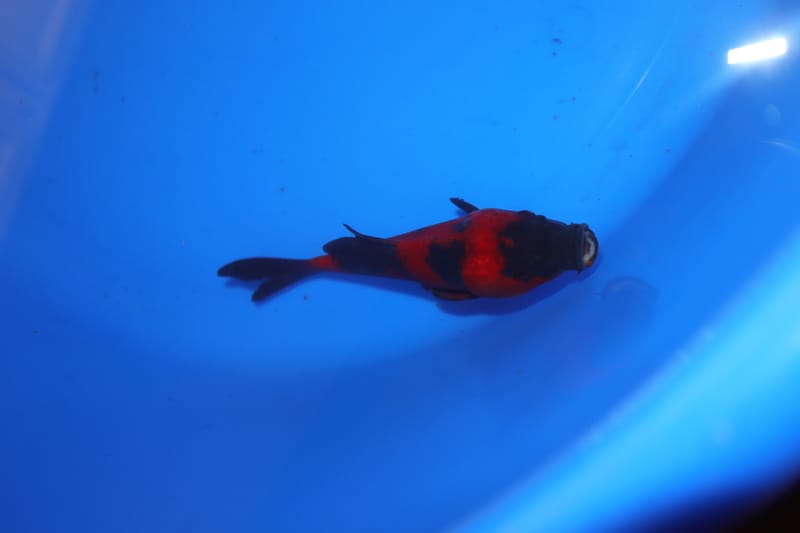 Howie Koi Dorset aquatic shop Dorchester aquatics Fish uk for sale aqu